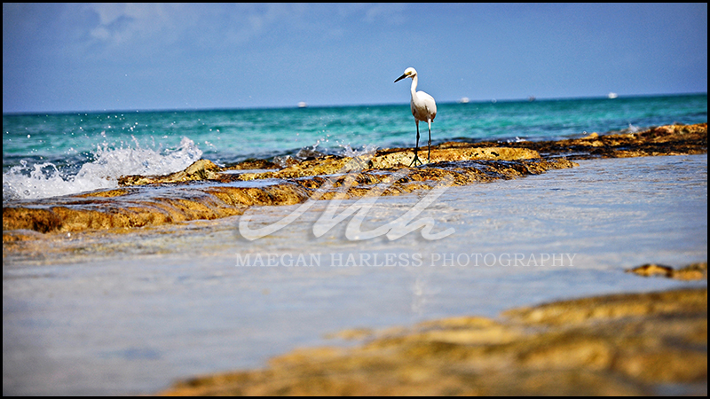 Commercial/Nature Photography | Grand Cayman Islands Photographer ...