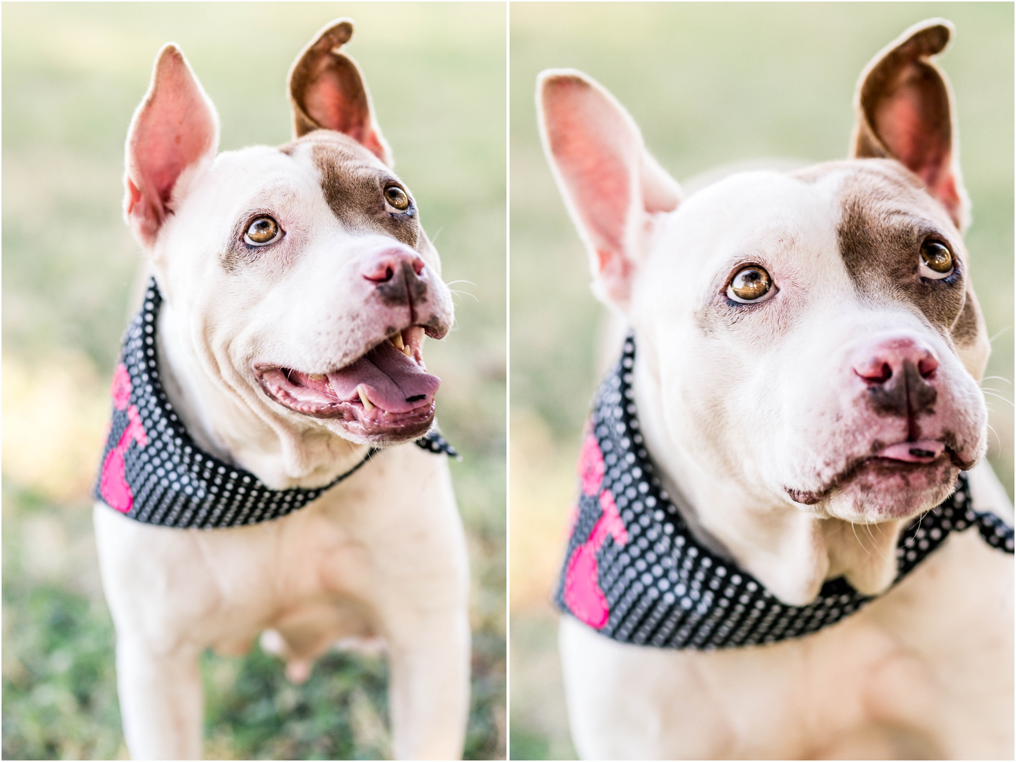 Penelope Needing a Forever Home! | Round Rock, Texas – Maegan Kylie ...